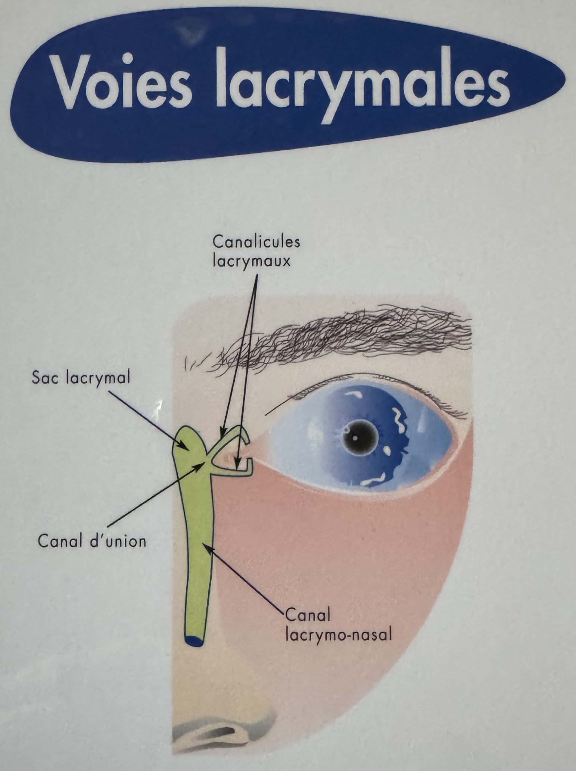 Voies lacrymales et canal lacrymal